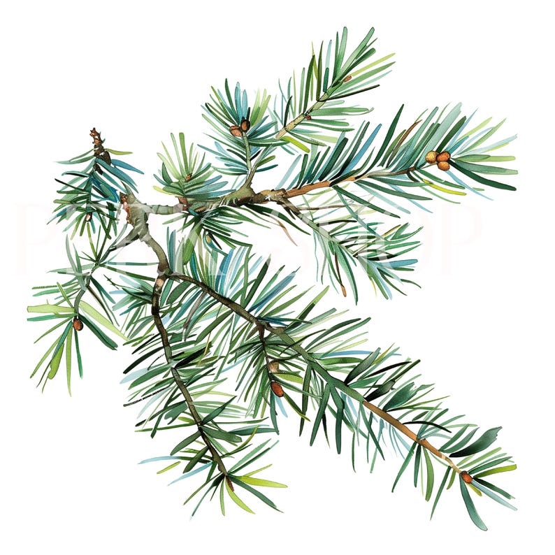 14 PNG Decorative Fir Tree Watercolor Branch Elements for Crafts ...