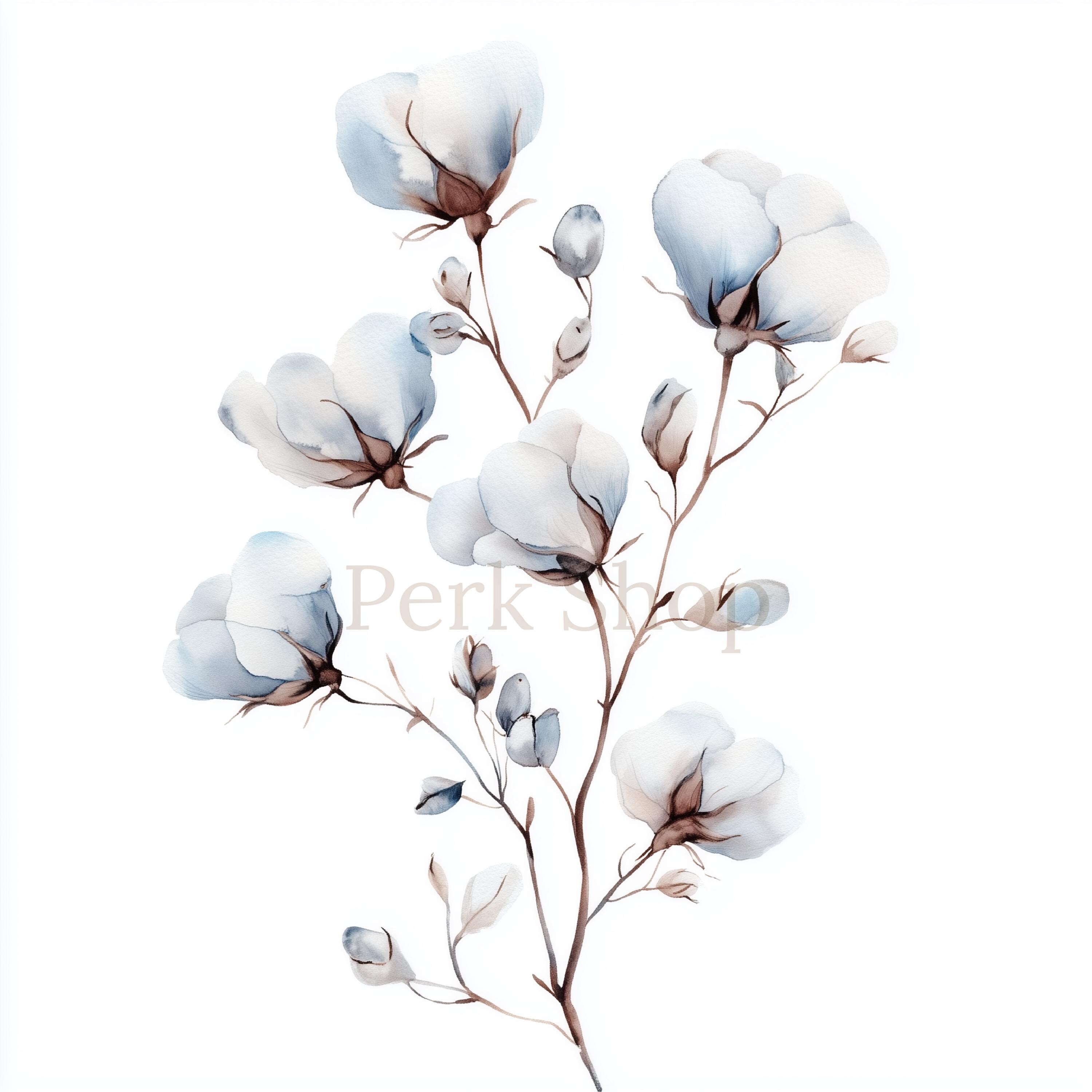 Cotton Flower Watercolor Clipart: Botanical Art Jpegs (digital Download ...