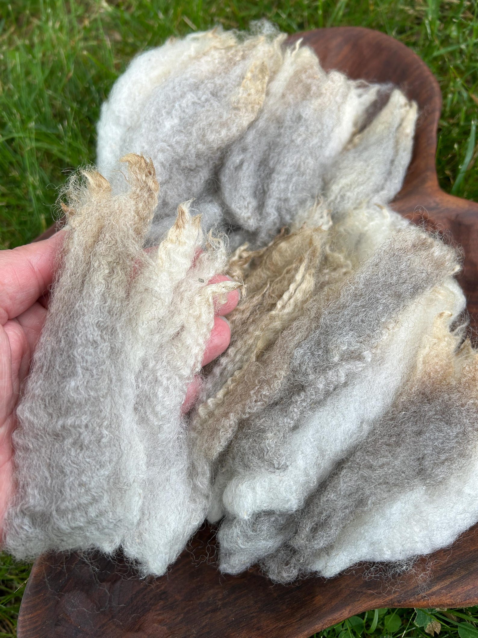 Romney Ewe Fleece Locks, WASHED, Natural Color "lucy" 1 Oz , Free ...