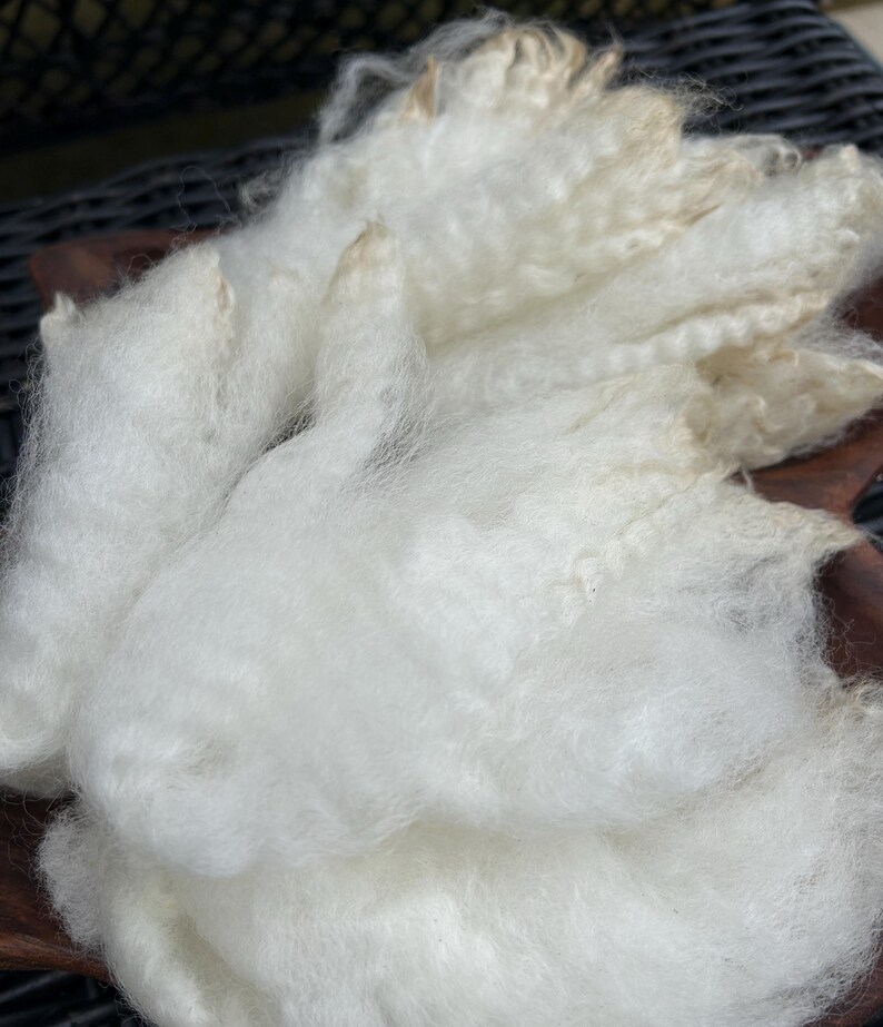 Romney Ewe Fleece Locks, WASHED, White "petunia" 1 Oz , 4.5 - 6" Staple ...