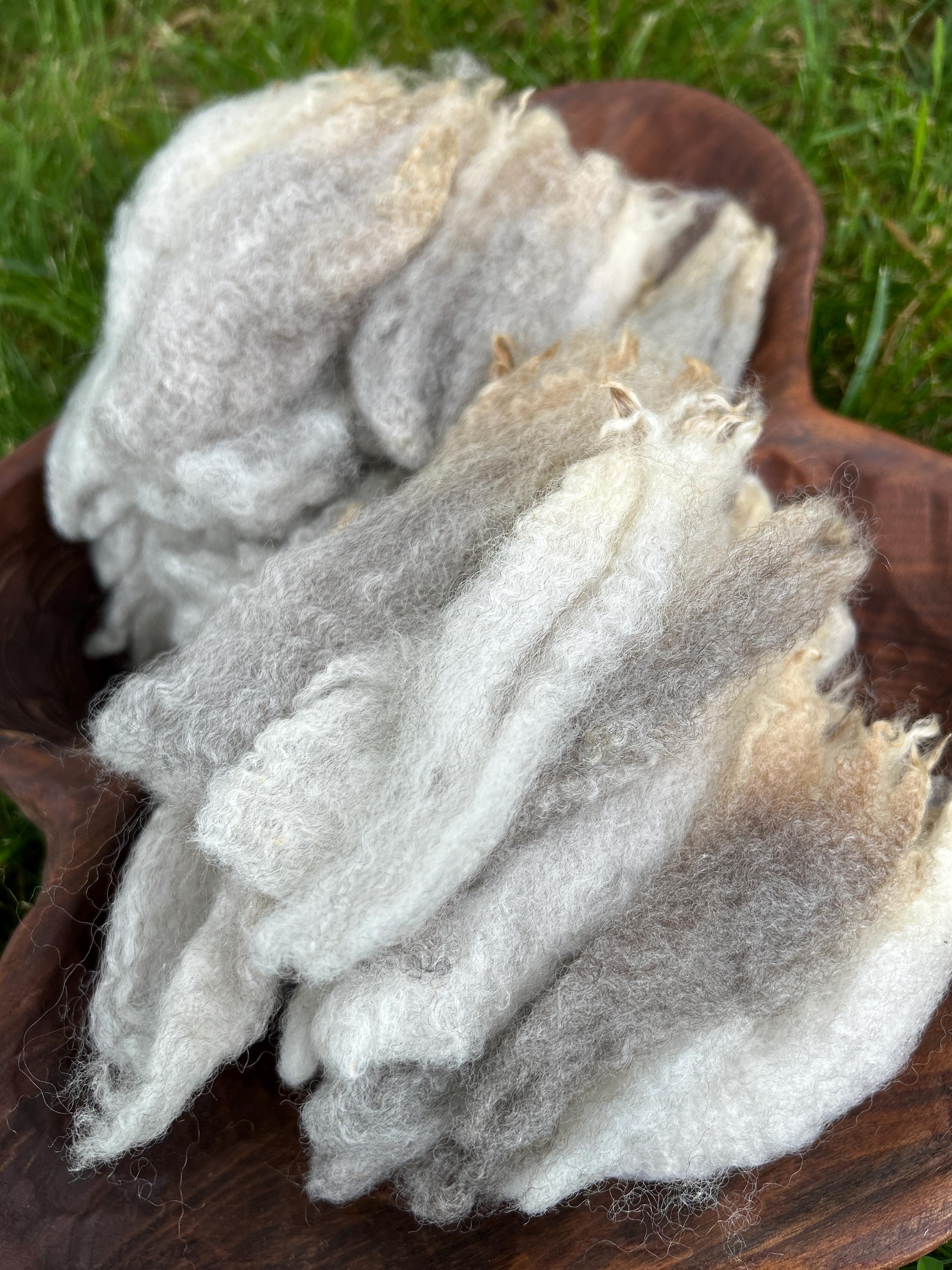 Romney Ewe Fleece Locks, WASHED, Natural Color "lucy" 1 Oz , Free ...