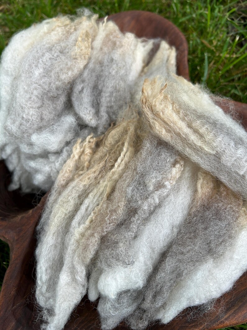 Romney Ewe Fleece Locks, WASHED, Natural Color "lucy" 1 Oz , Free ...