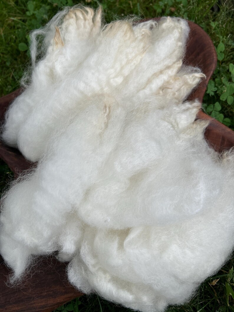 Romney Ewe Fleece Locks, WASHED, White "petunia" 1 Oz , 4.5 - 6" Staple ...