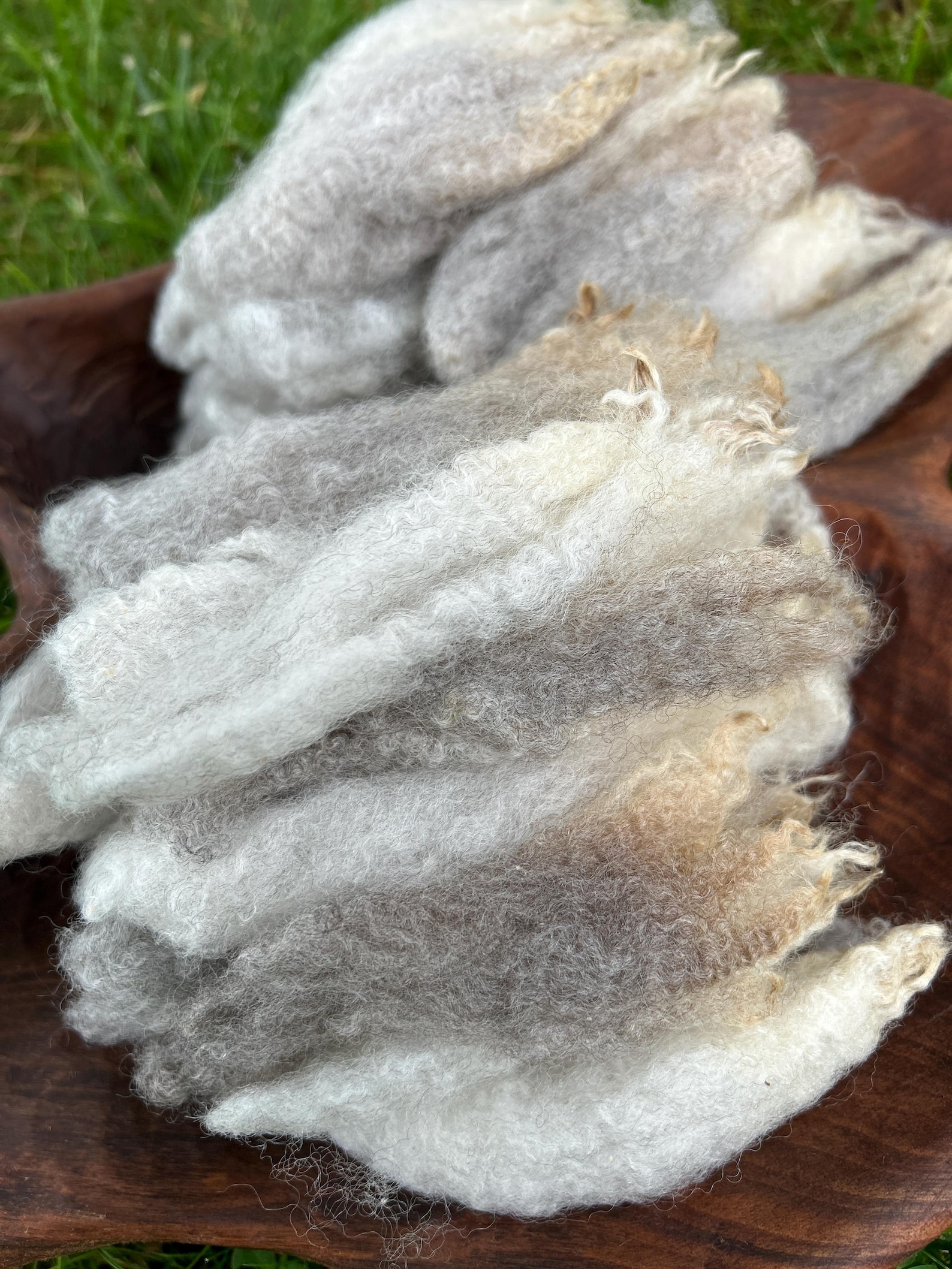 Romney Ewe Fleece Locks, WASHED, Natural Color "lucy" 1 Oz , Free ...