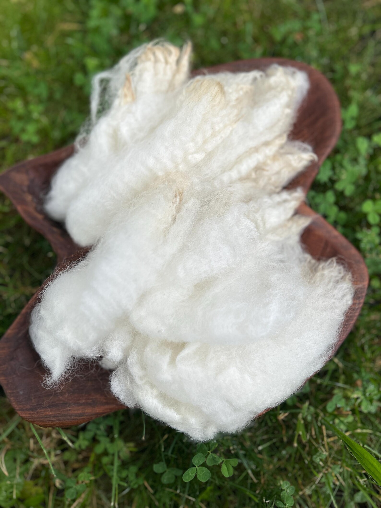 Romney Ewe Fleece Locks, WASHED, White "petunia" 1 Oz , 4.5 - 6" Staple ...