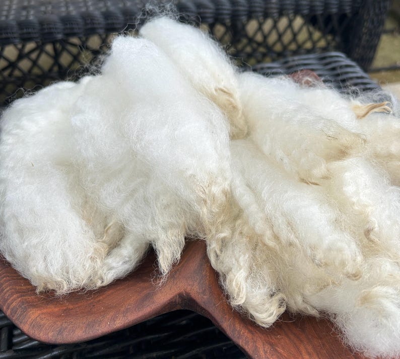 Romney Ewe Fleece Locks, WASHED, White "petunia" 1 Oz , 4.5 - 6" Staple ...