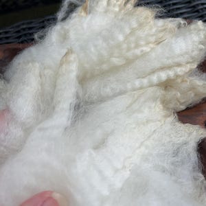 Romney Ewe Fleece Locks, WASHED, White "petunia" 1 Oz , 4.5 - 6" Staple ...