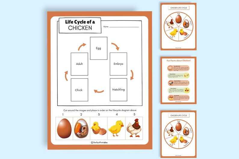 Life Cycle of a Chicken : Educational Poster Print , Growth Stages ...