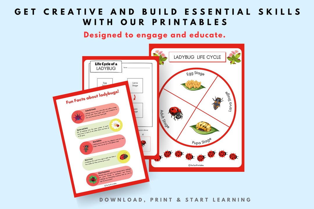 Ladybug Life Cycle Printable Flashcard Poster – Educational Insect ...