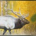 Bulk Elk in the Fall Acrylic Painting 14" X 11" - Etsy