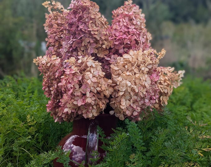 6+ Dried Hydrangea Stems - Strawberry Vanilla, Dusty Rose, Vanilla ...