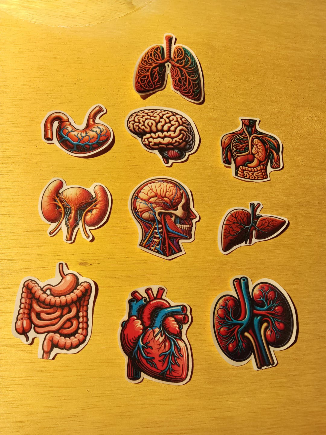 Anatomy-themed Sticker Pack 10 Unique Human Anatomy Stickers Medical ...