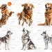 Realistic Dogs 300 PNG Clipart Bundle, Many Breeds High-resolution 300 ...