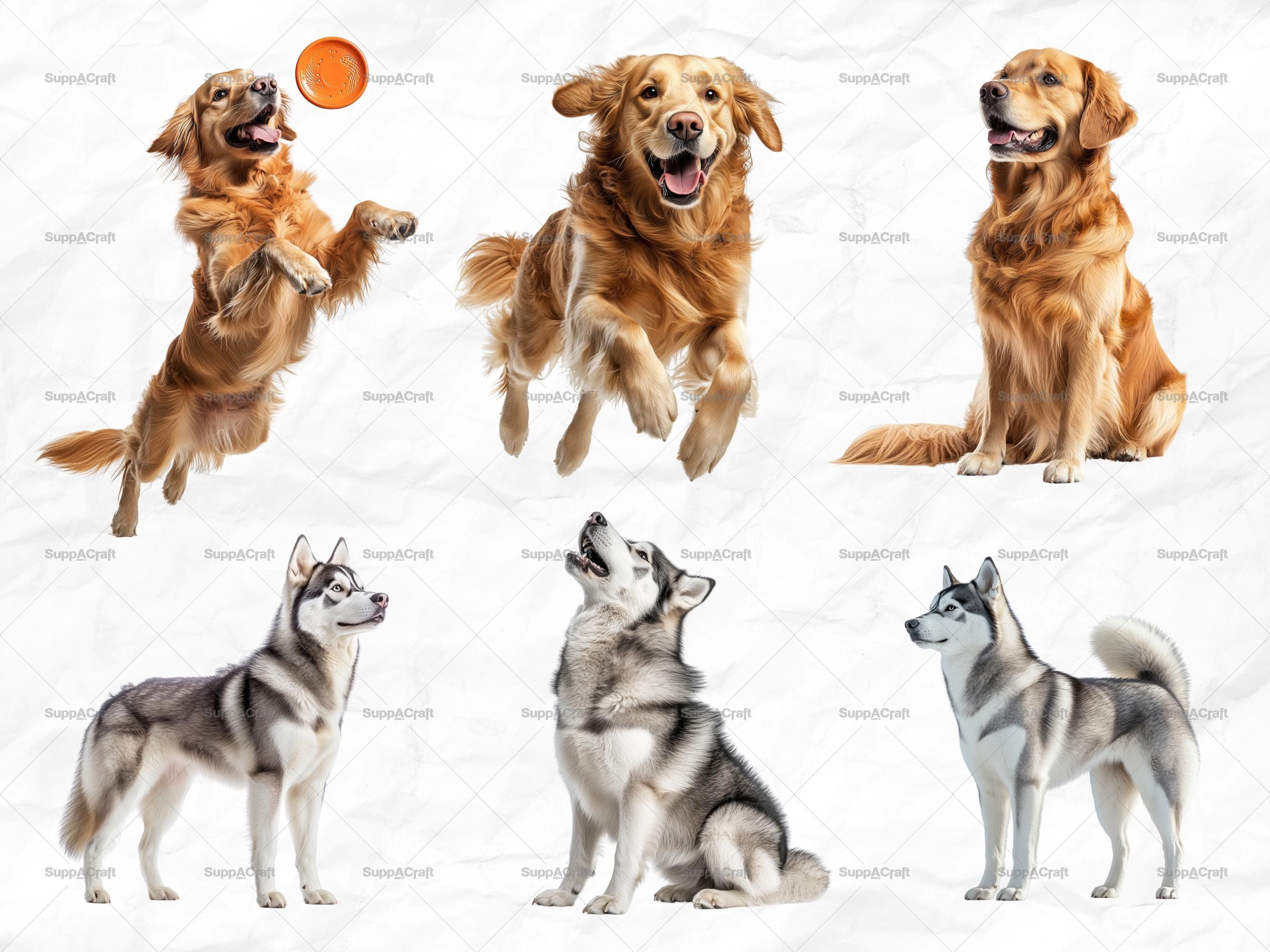 Realistic Dogs 300 PNG Clipart Bundle, Many Breeds High-resolution 300 ...