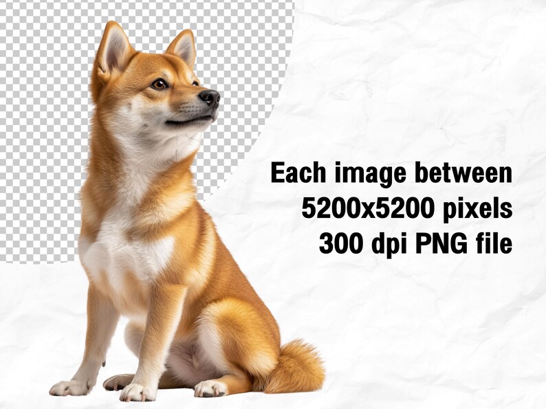 Realistic Dogs 300 PNG Clipart Bundle, Many Breeds High-resolution 300 ...