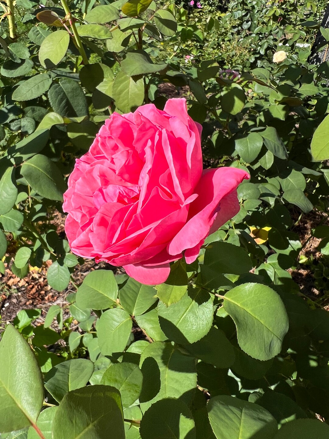 6 Live Hybrid Tea Rose Cuttings. Rose Deelish. Fresh Live Rose Cuttings ...