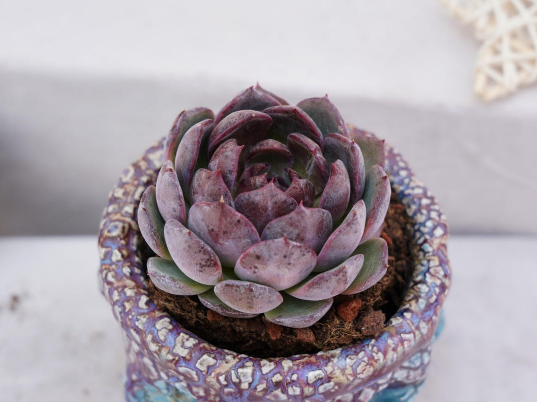 Echeveria Blueberry, Succulents Cacti, Succulent Gift - Etsy