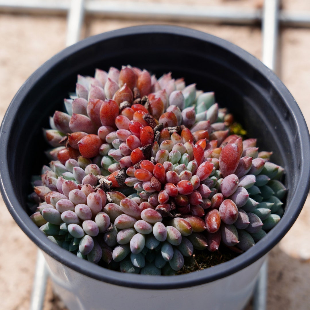 Echeveria Setosa Rondelli, Succulents Cacti, Succulent Gift - Etsy