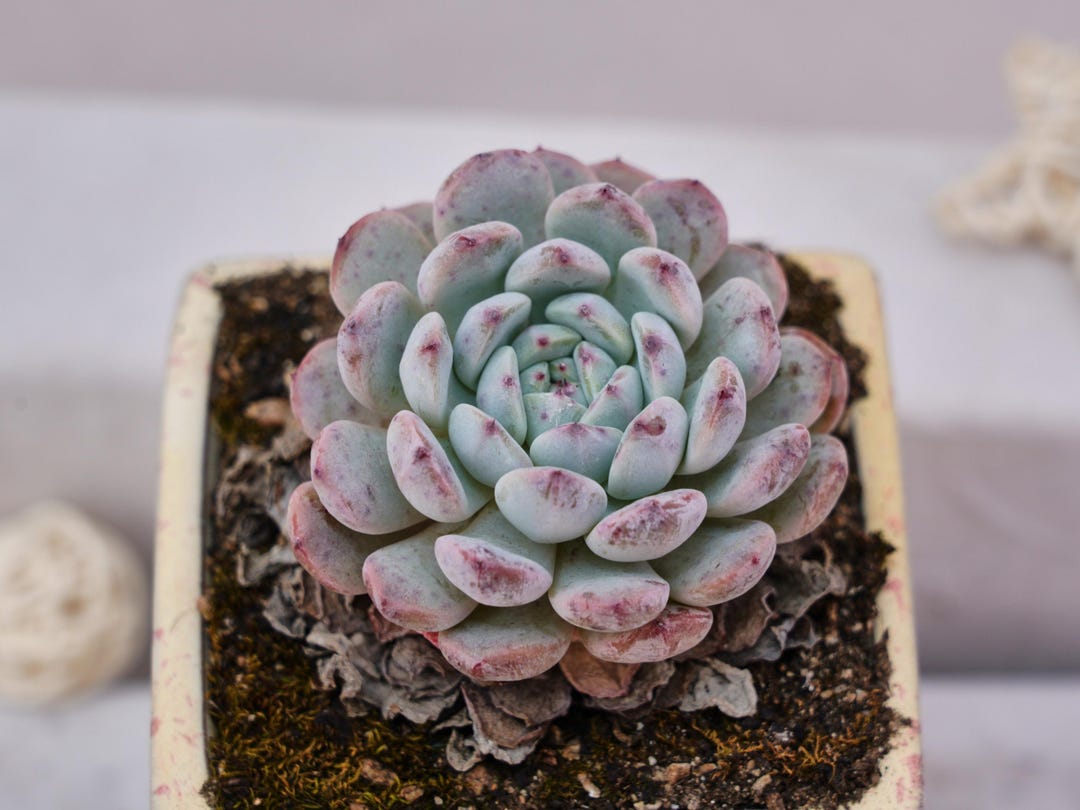 Echeveria Ruby Zaragozae, Succulents Cacti, Succulent Gift - Etsy