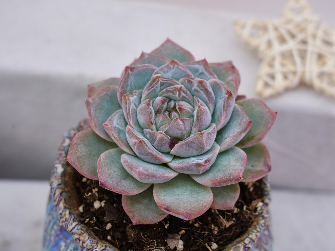 Echeveria Pink Diamond, Succulents Cacti, Succulent Gift - Etsy