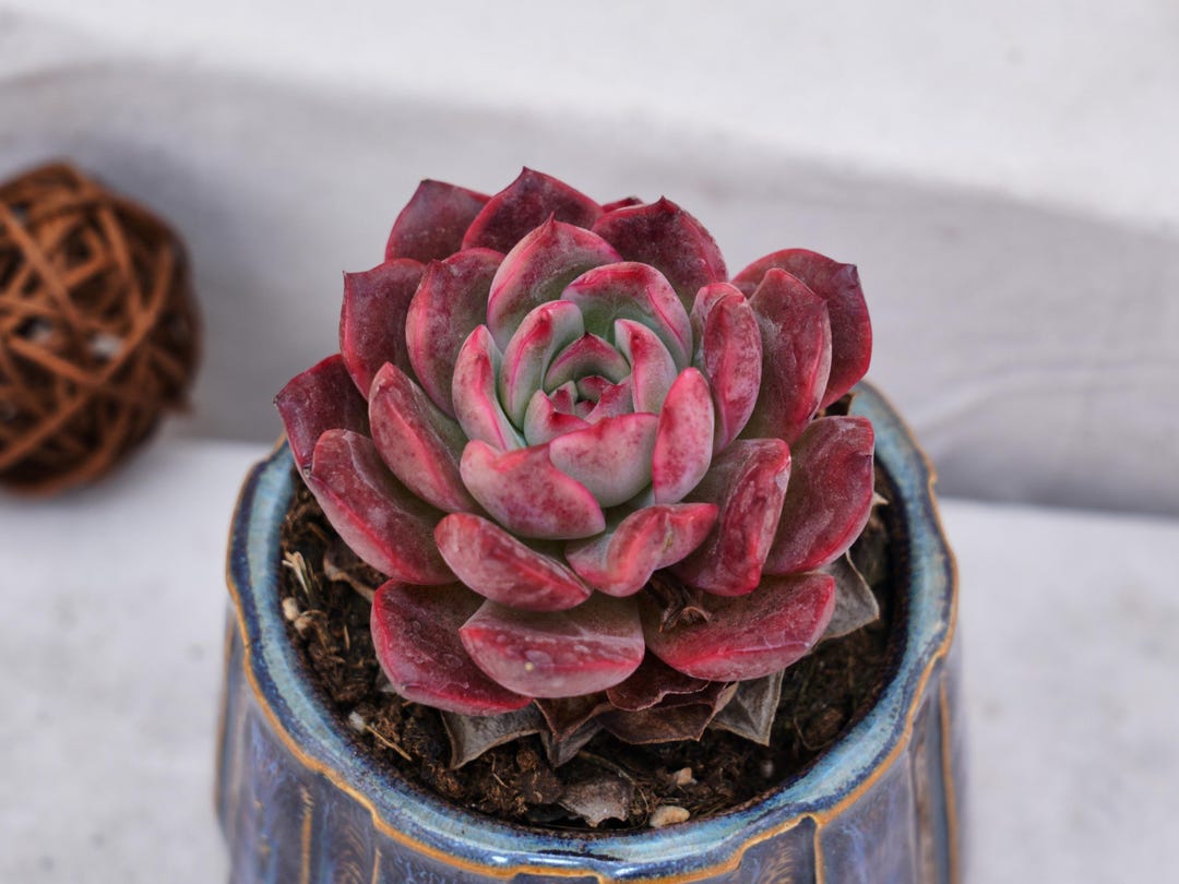 Graptoveria Pink Grim, Succulents Cacti, Succulent Gift - Etsy