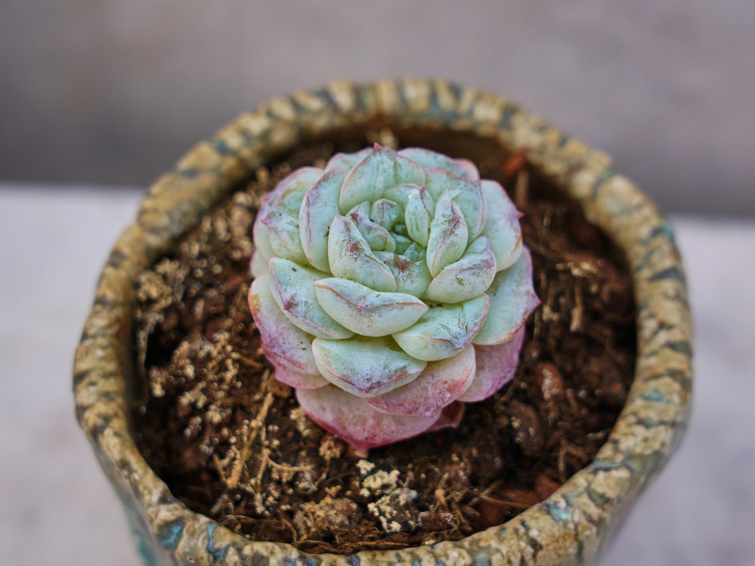 Echeveria Red Velvet, Succulents Cacti, Succulent Gift - Etsy