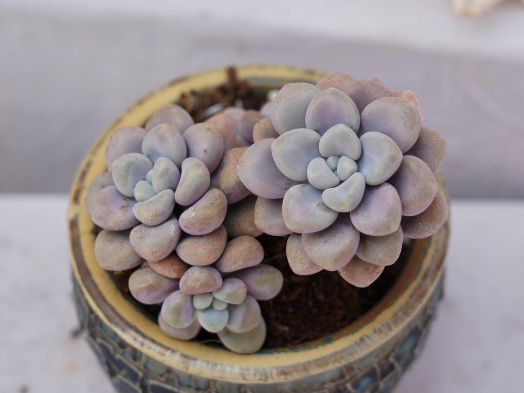 Graptopetalum Ellen, Succulents Cacti, Succulent Gift - Etsy