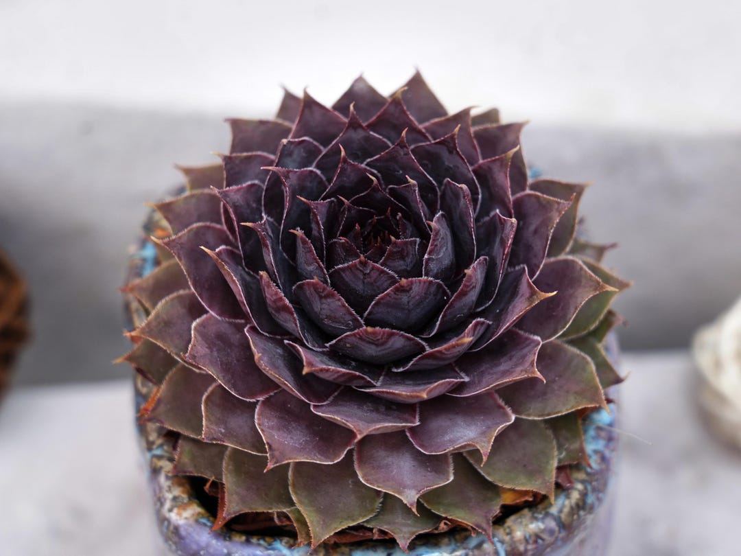 Sempervivum Arachnoideum Beard Grass, Succulents Cacti, Succulent Gift ...