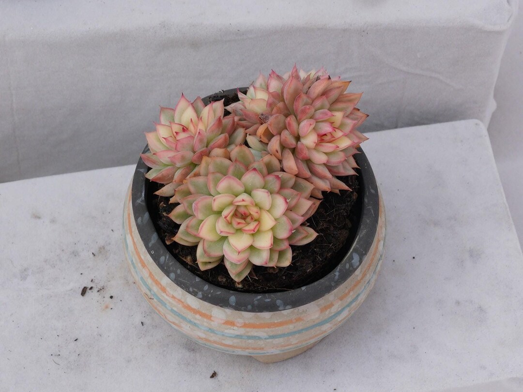 Echeveria Mebina Variegated, Succulents Cacti, Succulent Gift - Etsy