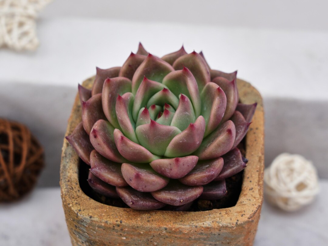 Echeveria Red Dragon, Succulents Cacti, Succulent Gift - Etsy