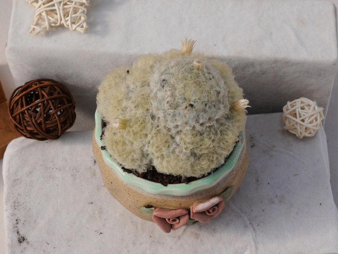 Echinocactus White Fluff, Succulents Cacti, Succulent Gift - Etsy