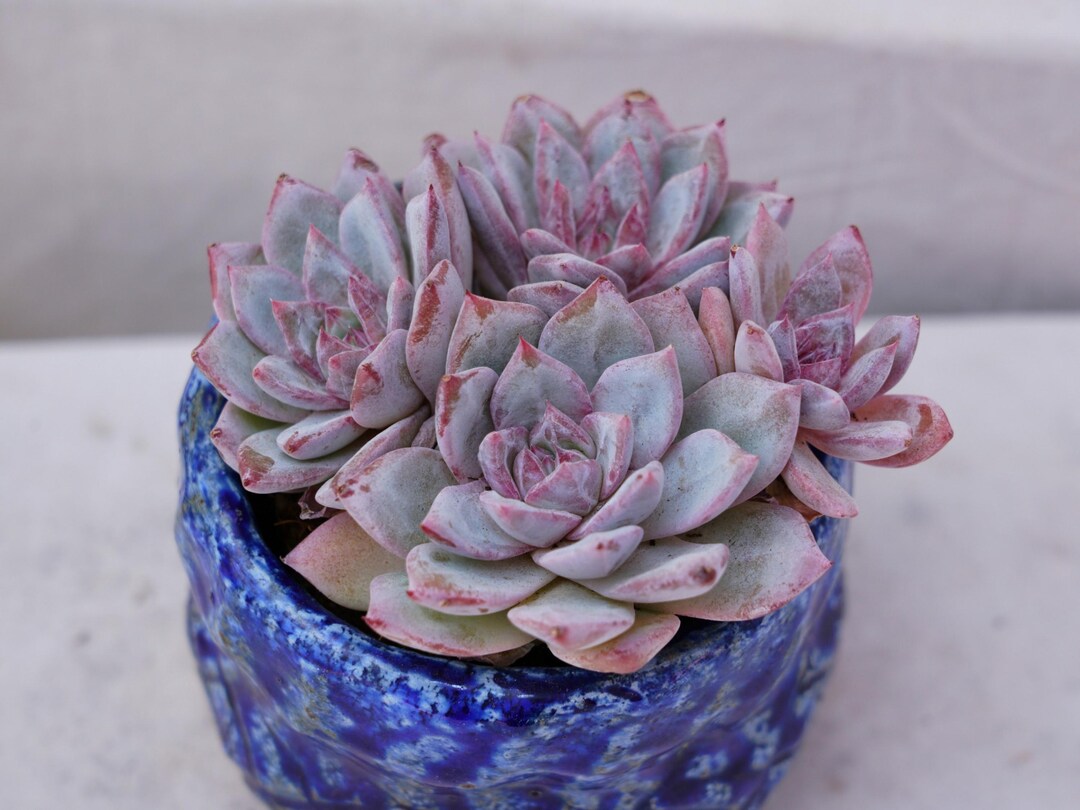 Echeveria Blue Bird, Succulents Cacti, Succulent Gift - Etsy