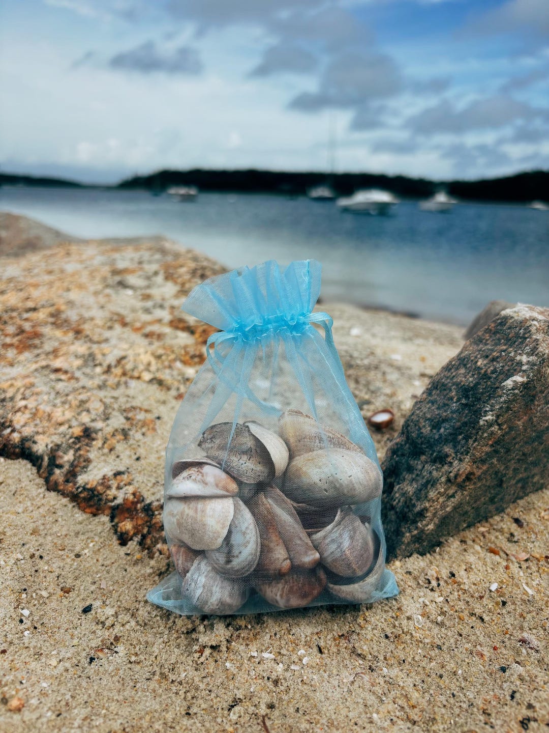 Collection of Slipper Shells From Cape Cod - Etsy