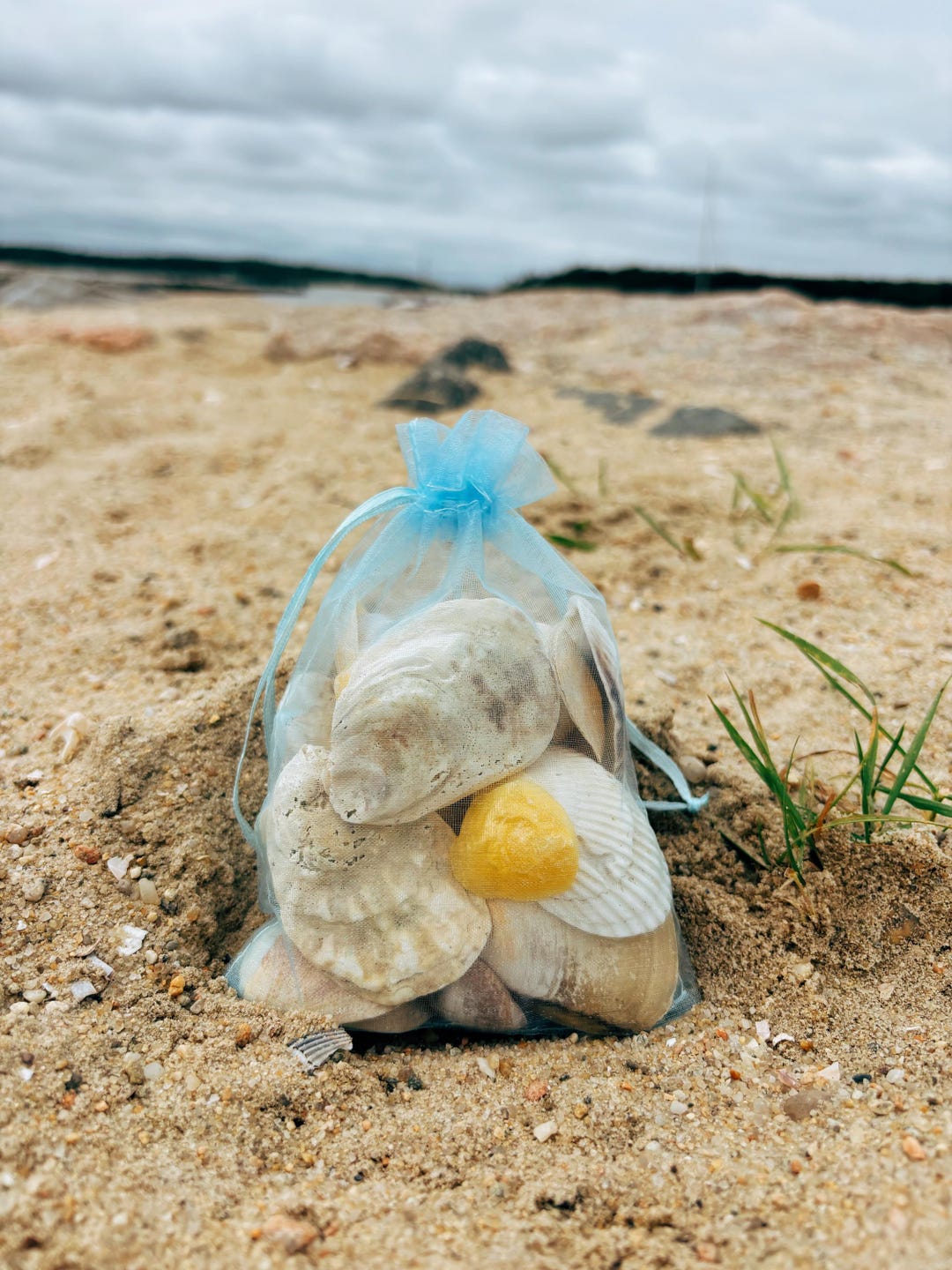 Assortment of Cape Cod Seashells - Etsy