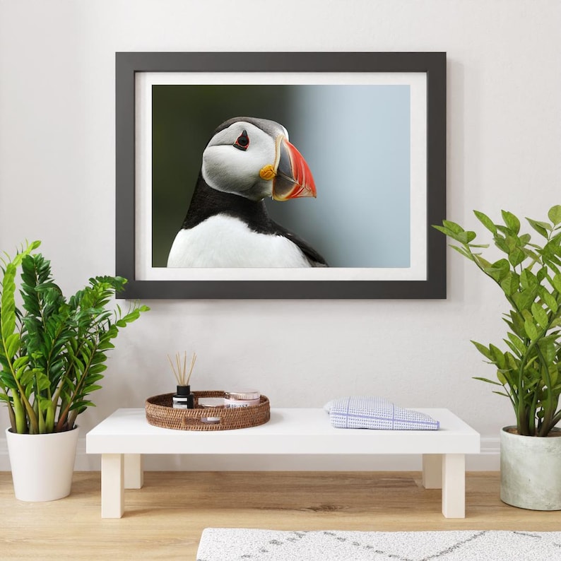 Puffin Portrait, High Resolution Bird Photography, Seabird, Rspb - Etsy