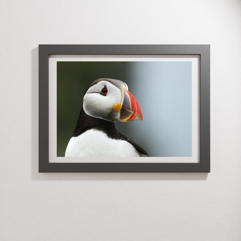 Puffin Portrait, High Resolution Bird Photography, Seabird, Rspb - Etsy