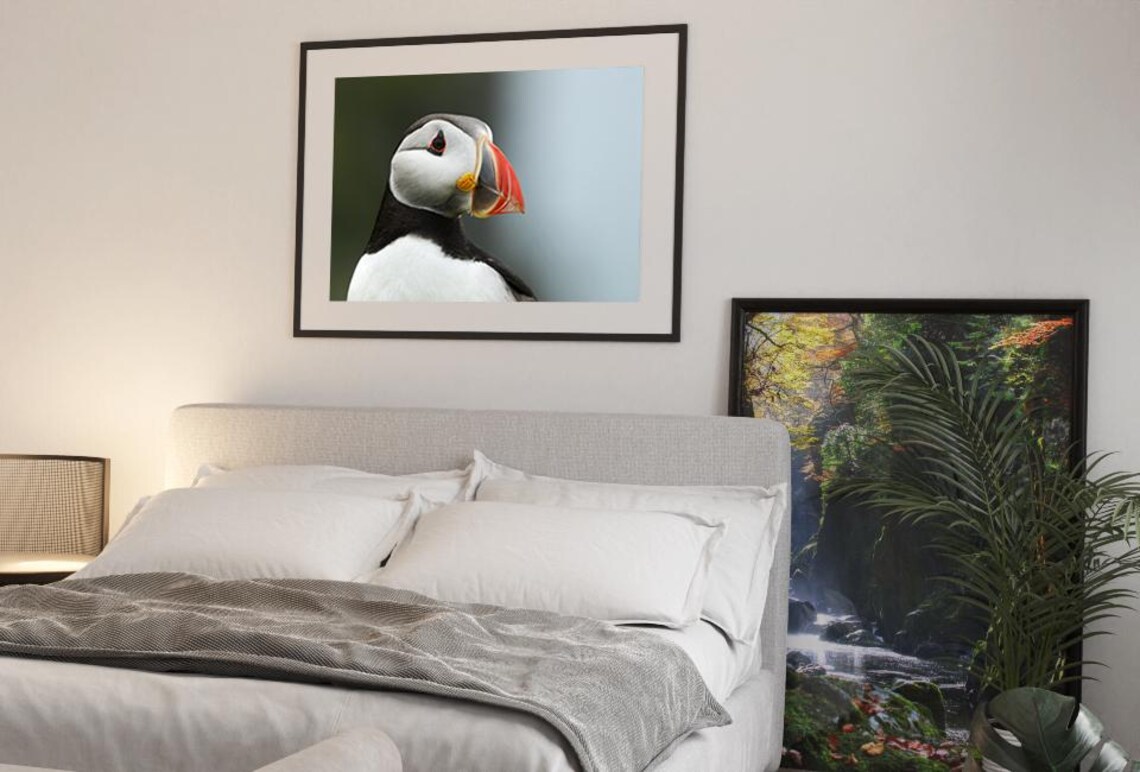 Puffin Portrait, High Resolution Bird Photography, Seabird, Rspb - Etsy