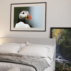 Puffin Portrait, High Resolution Bird Photography, Seabird, Rspb - Etsy