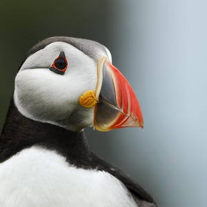 Puffin Portrait, High Resolution Bird Photography, Seabird, Rspb - Etsy