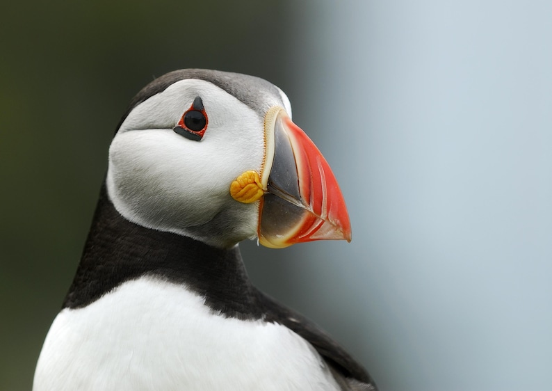 Puffin Portrait, High Resolution Bird Photography, Seabird, Rspb - Etsy
