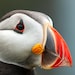 Puffin Portrait, High Resolution Bird Photography, Seabird, Rspb - Etsy