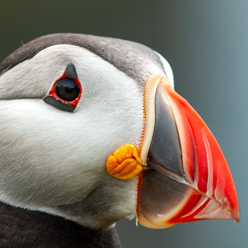 Puffin Portrait, High Resolution Bird Photography, Seabird, Rspb - Etsy
