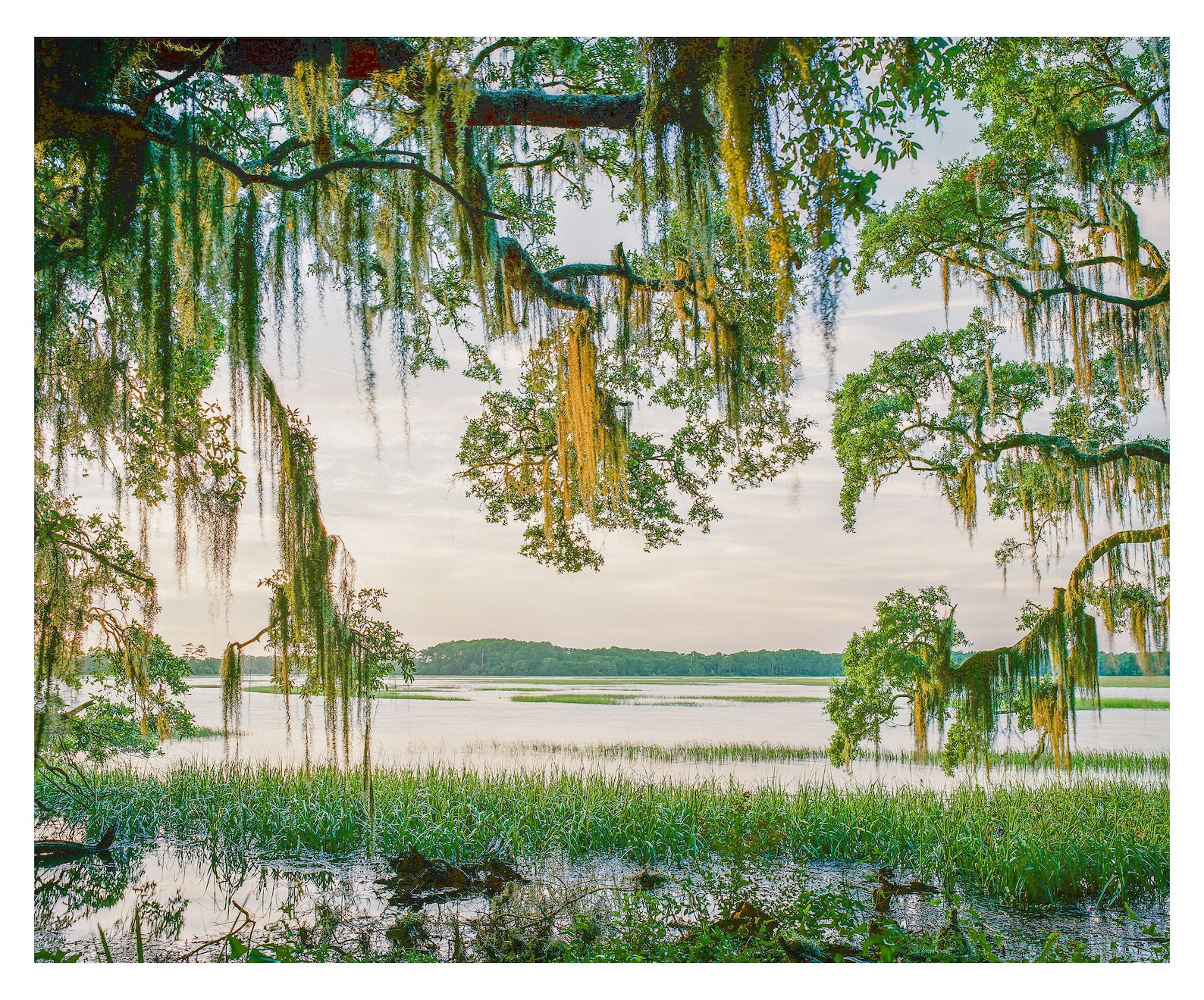 Spanish Moss and Marsh View, Low Country, South Carolina - Etsy