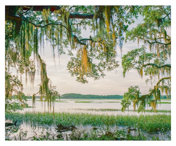 Southern Marsh Background
