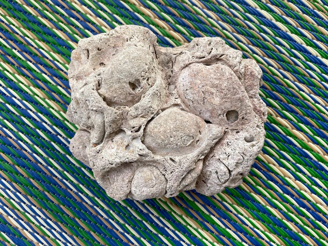 Fossilized Clam Cluster - Etsy