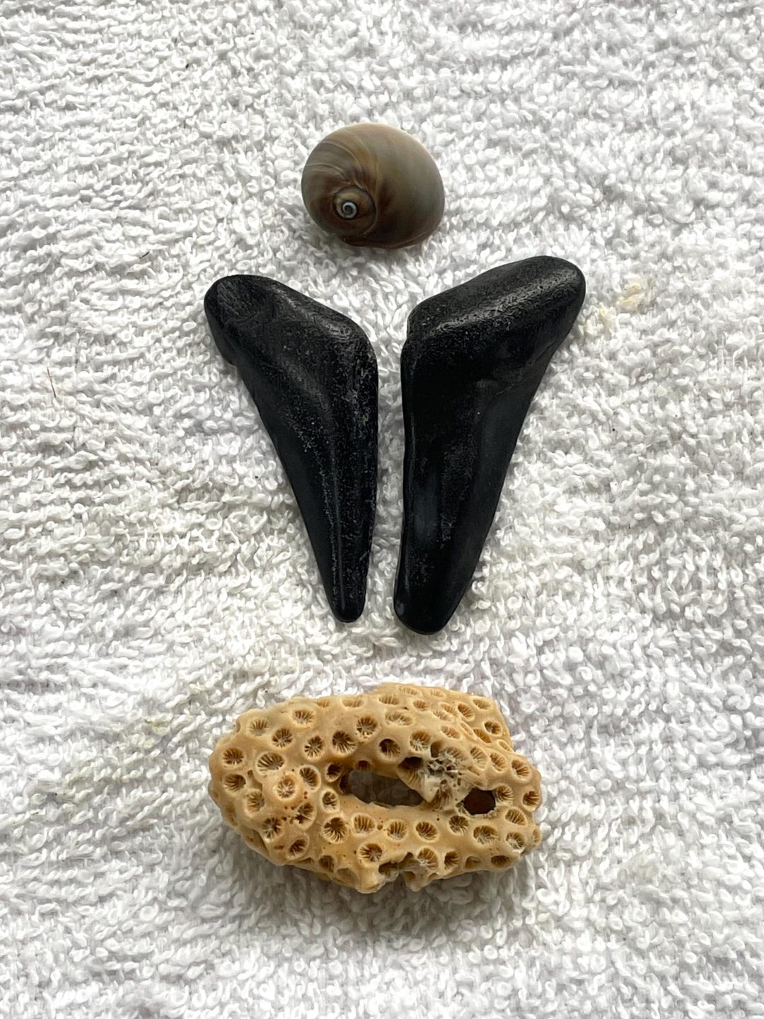 Shark Teeth Lot 3 W/bonus Shark Eye Shell & Coral - Etsy