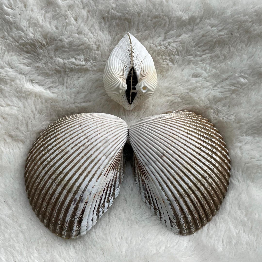 Whole Cockle and Whole Ark Shells - Etsy