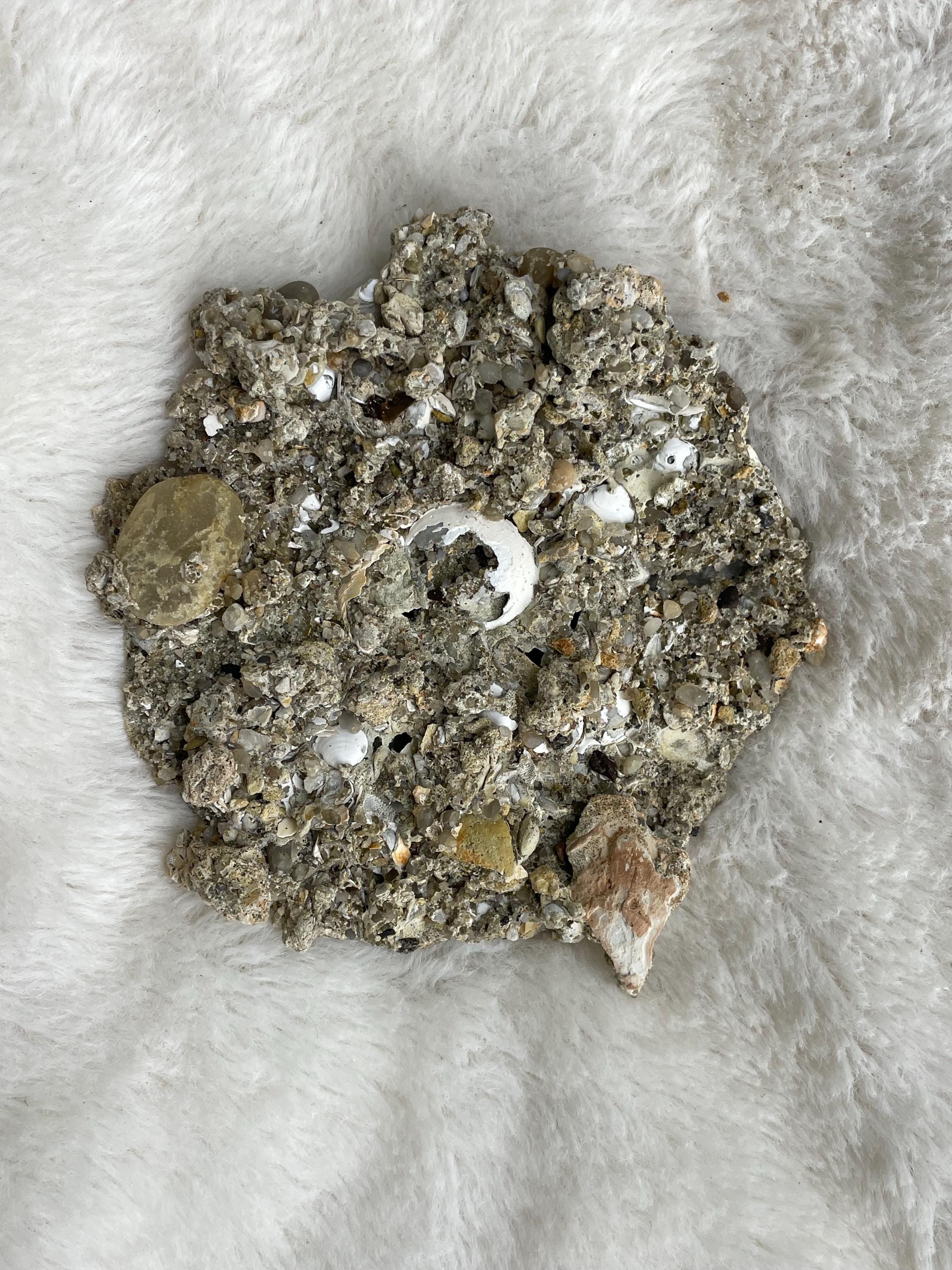 RARE!! One Sand Dollar in Sediment - Etsy