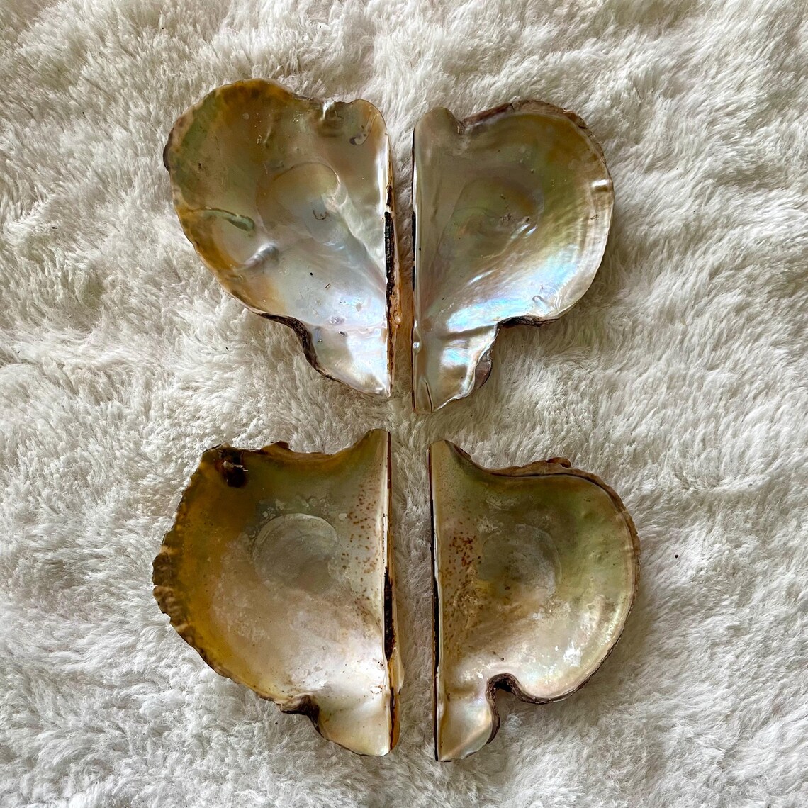 Brown Lip Oyster Shells (2 Sets, 4 Pcs) Mother of Pearl Seashells - Etsy