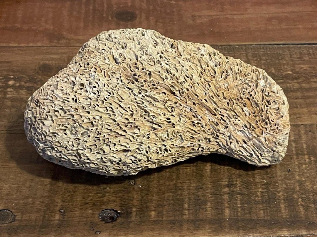 Fossilized Tube Worm Colony - Atlantic Ocean Lot 2 - Etsy